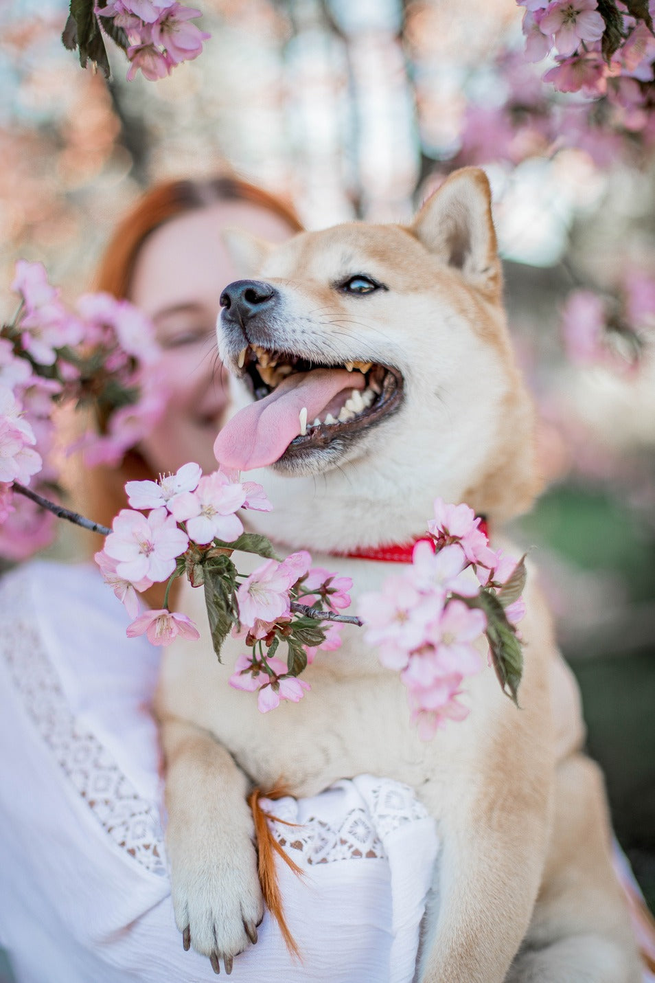 Dogs Gifts – Heartfelt Family Gift